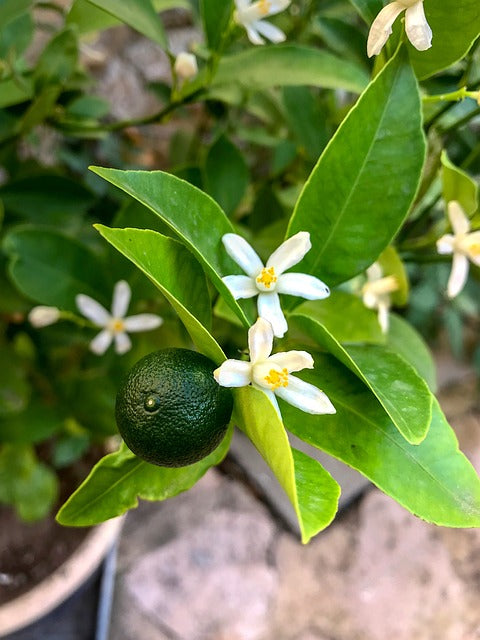 Agrumes : 20 Variétés incourtournable à Cultiver dans Votre Jardin