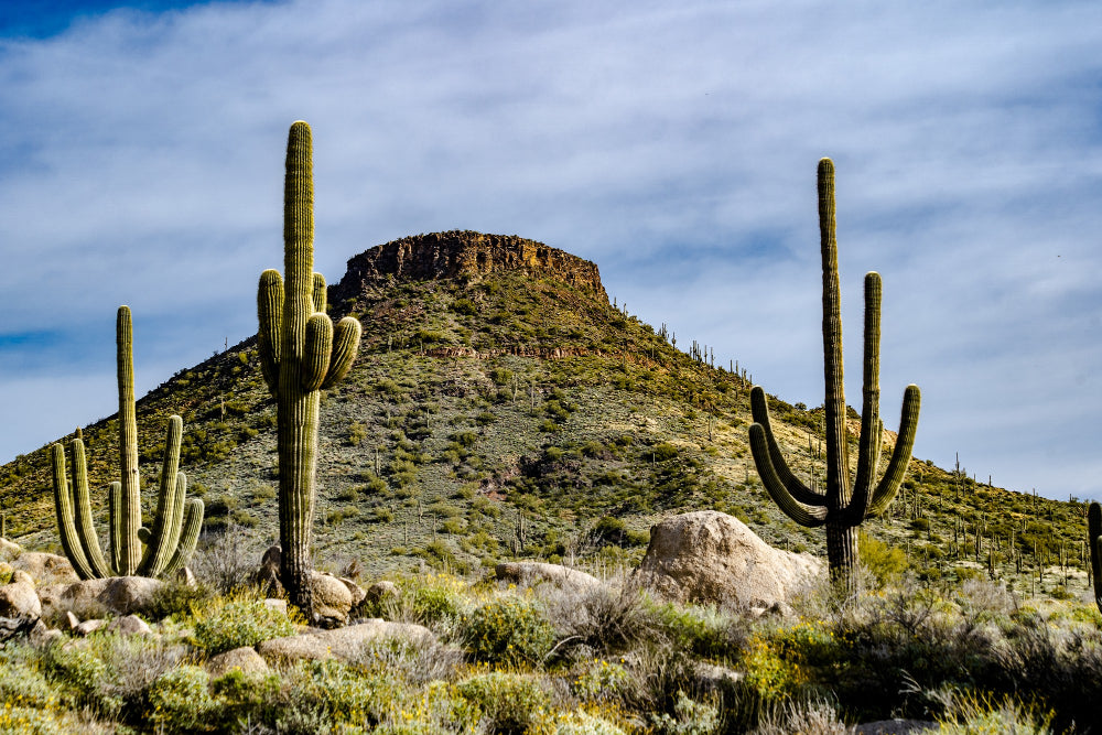 Les Cactus : tout savoir,les variétes, floraison et duplication