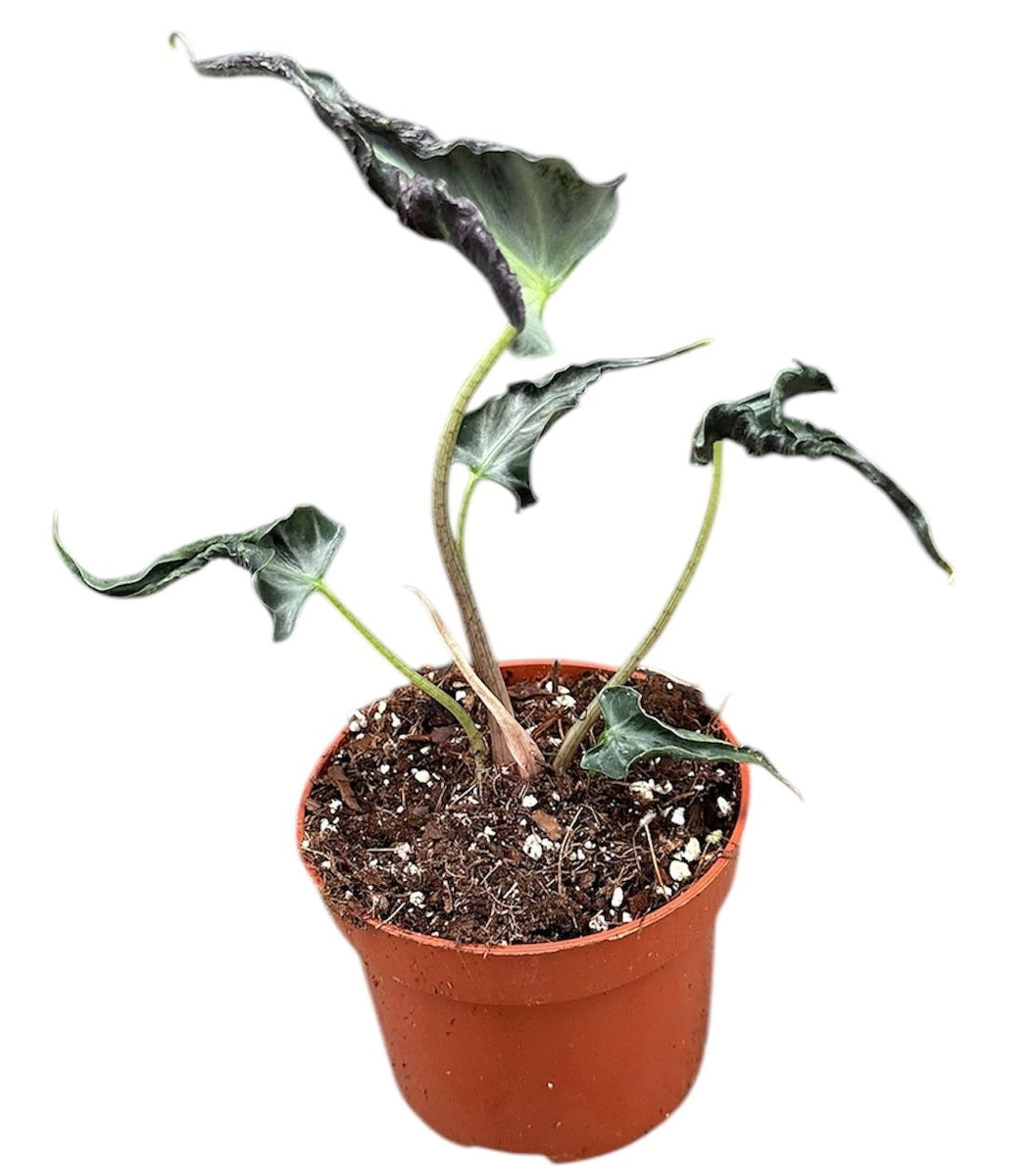 Acheter Alocasia Loco plante interieur Plante rare Jardinerie NATURA