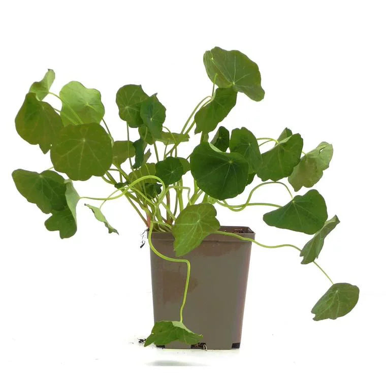 Acheter Capucine Tropaeolum plante exterieur Jardinerie Natura Béziers ...