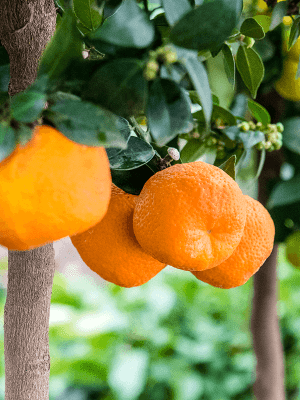 Acheter Mandarinier chinois Citrus chinotto plante exterieur Natura