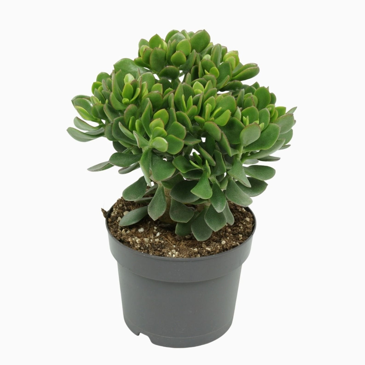 Acheter Crassula Minova Magic plante exterieur Jardinerie NATURA