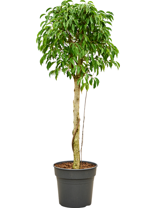 Acheter Ficus benjamina Columnar plante interieur Jardinerie NATURA