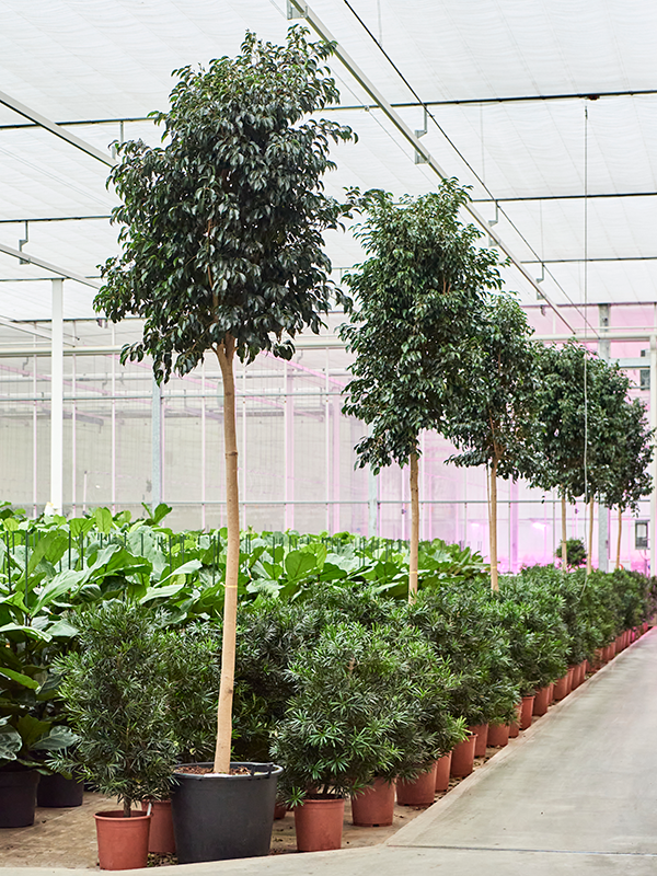 Acheter Ficus benjamina Danielle plante interieur Natura Béziers ...