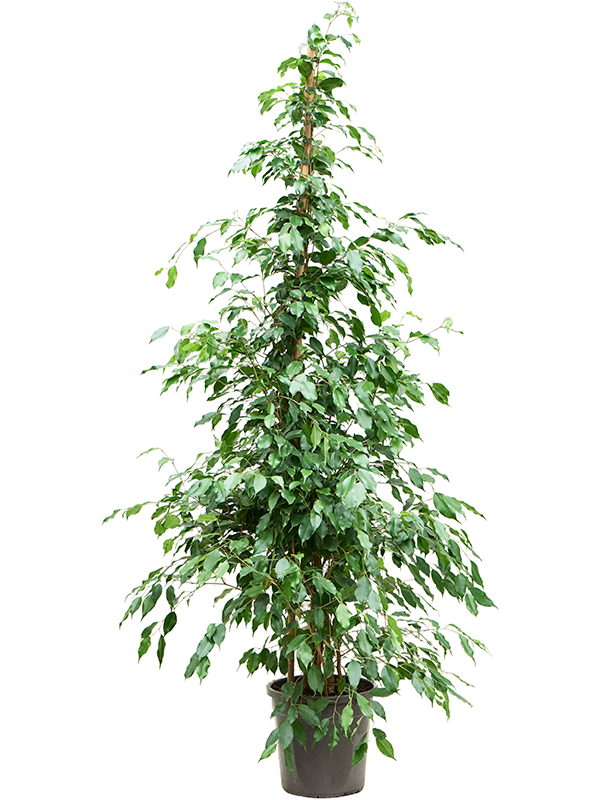 Buy Ficus benjamina exotica indoor plant Natura Béziers – NATURA ...