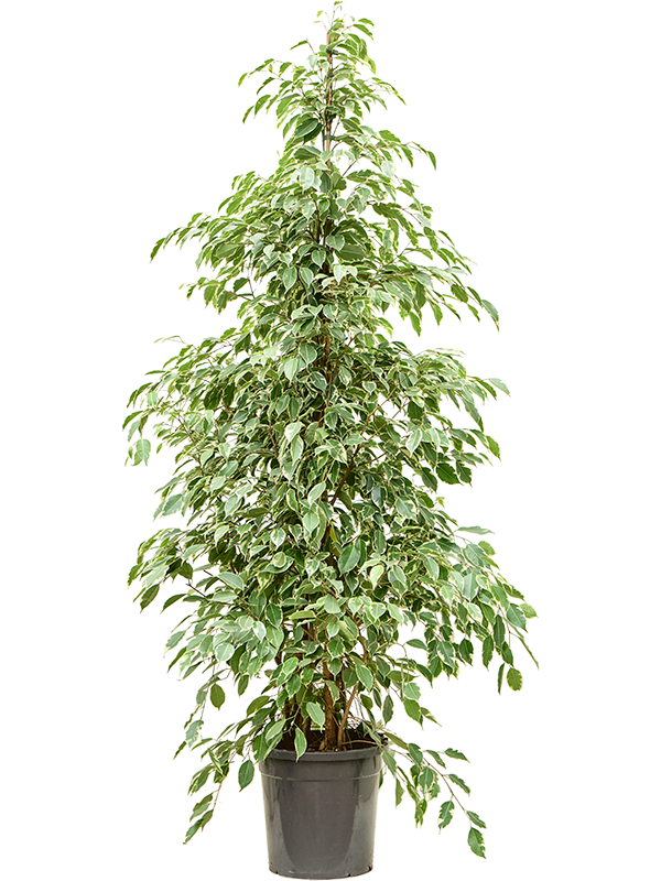Acheter Ficus benjamina Golden King plante interieur jardinerie Natura
