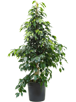 Acheter Ficus benjamina Danielle plante interieur Natura Béziers ...