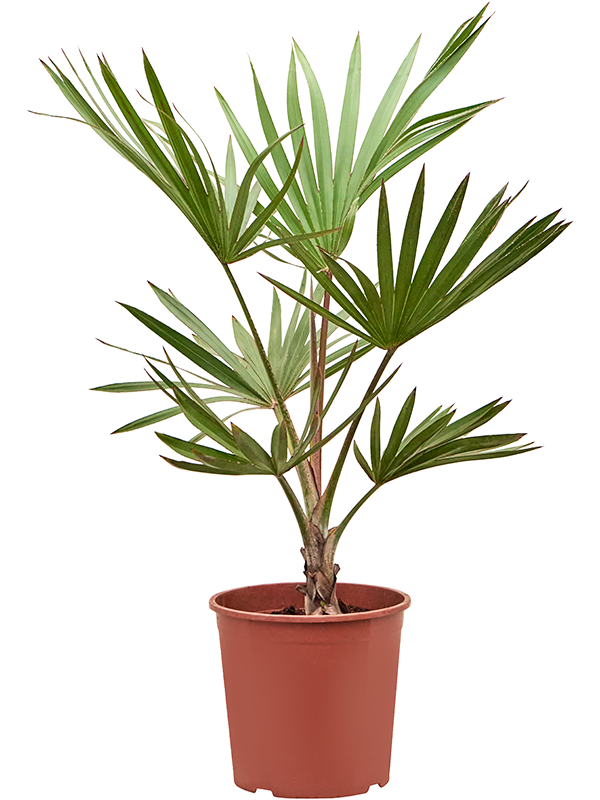 Acheter Palmier latanier rouge Latania lontaroides Jardinerie Natura