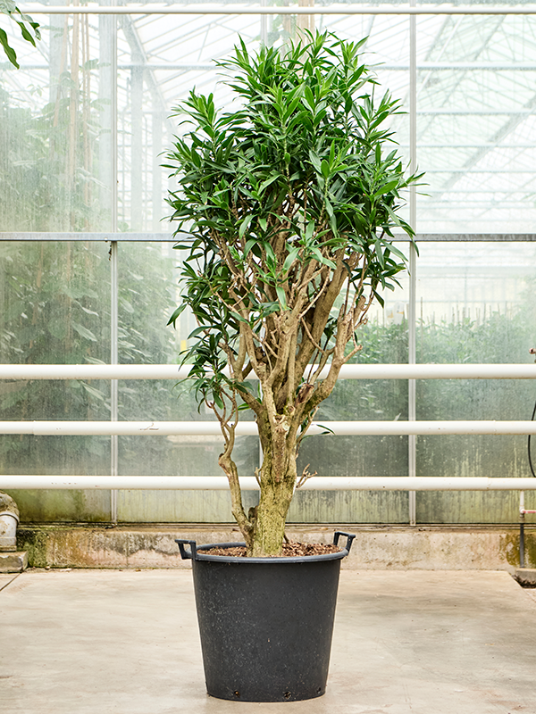 Acheter Pleomele Dracaena reflexa plante interieur Jardinerie Natura ...