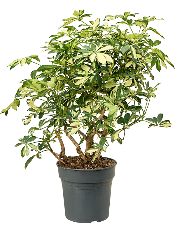 Acheter Schefflera arboricola Trinette plante interieur NATURA Beziers ...