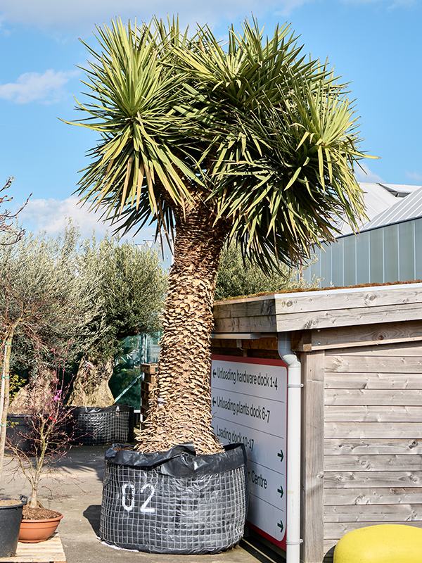 Acheter Yucca filifera Australis plante exterieur succulente Natura ...