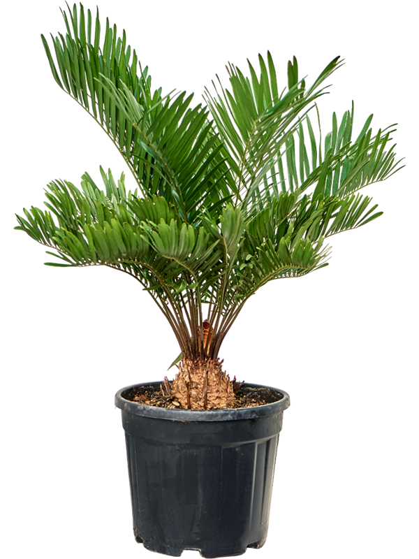 Acheter Zamia flordana coontie plate exterieur jardinerie NATURA