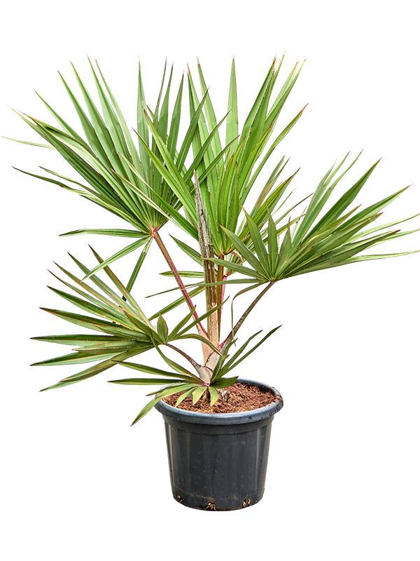 Acheter Palmier latanier rouge Latania lontaroides Jardinerie Natura ...