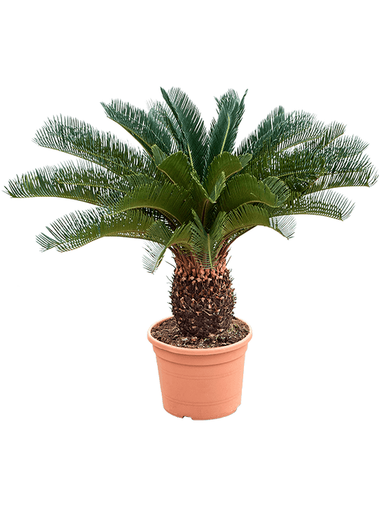 Acheter palmiers Cycas revolutas plante exterieur Natura Béziers ...