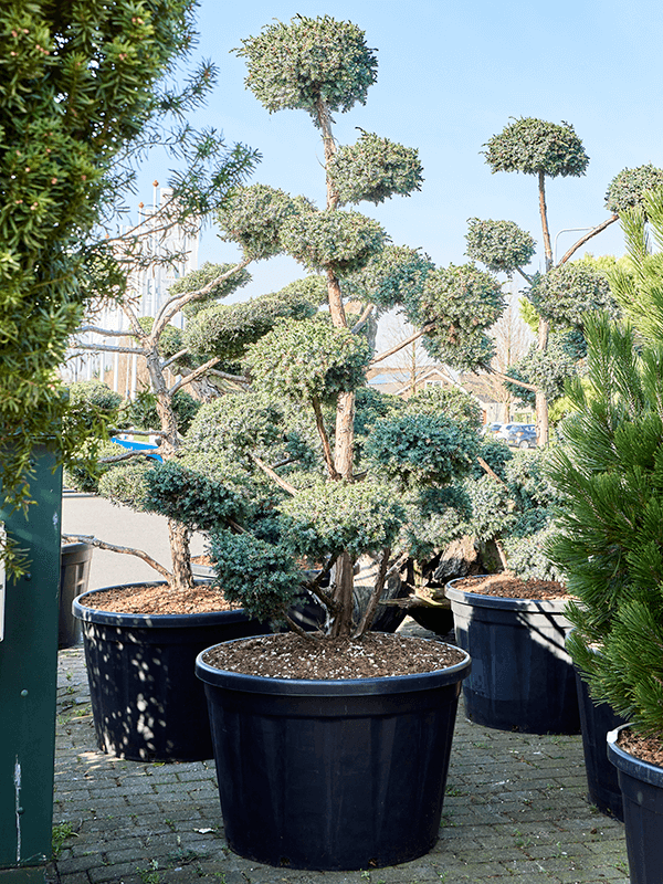 juniperus blue alps
