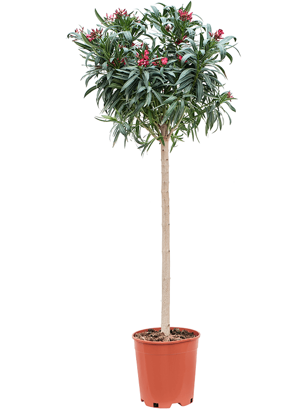 Acheter Laurier rose Nerium oleander tige Jardinerie Natura Béziers ...