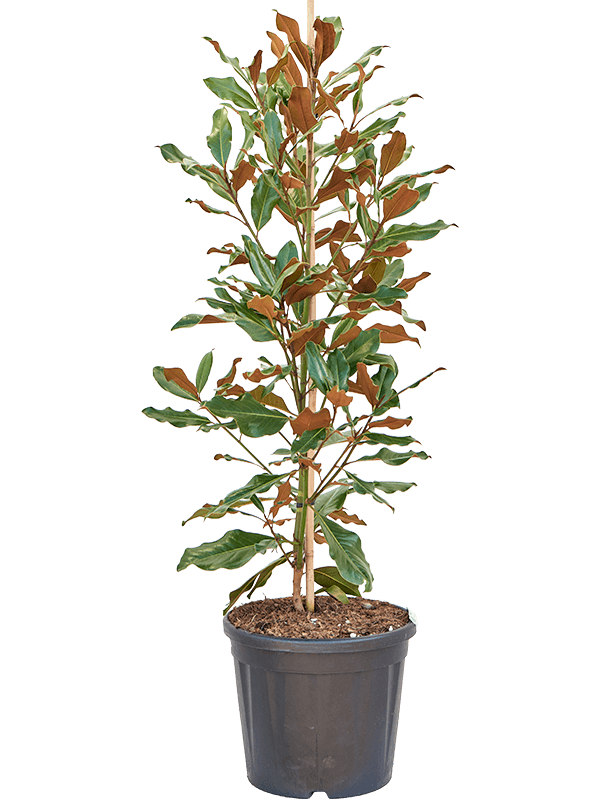 Acheter Magnolia grandiflora Kay Paris Plante exterieur Natura Béziers