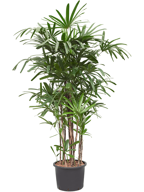 Acheter Rhapis exelsa palmier Bambou ladypalm jardinerie Natura Béziers ...